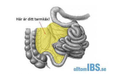 Tarmflorans betydelse för sjukdomar i mag-tarmkanalen - alltomIBS.se